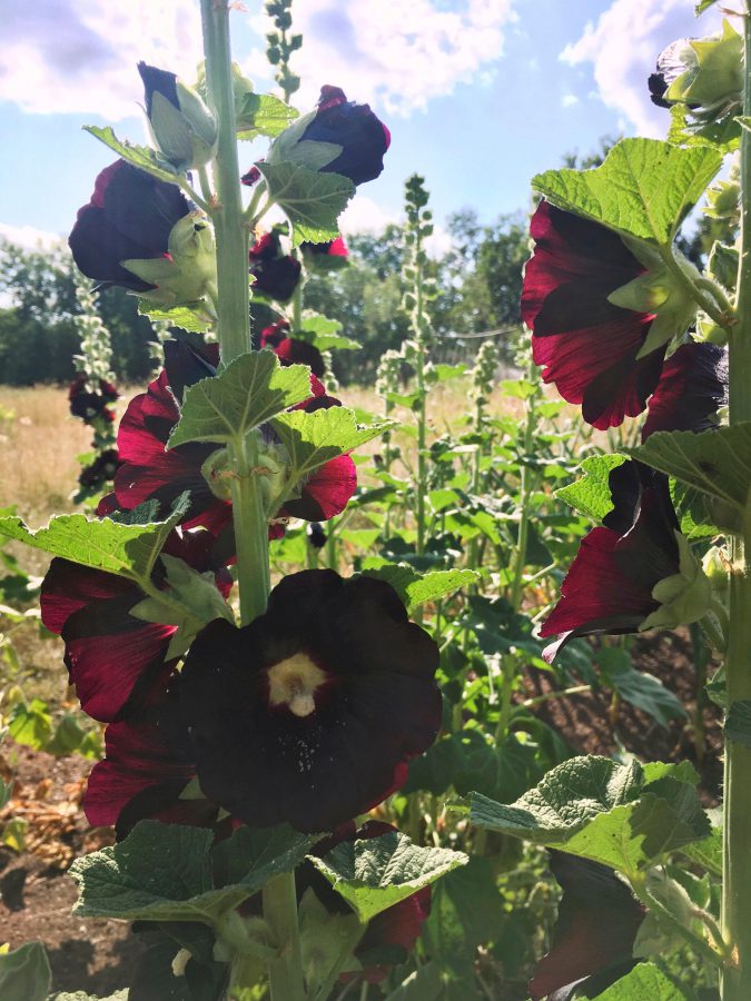 Black Hollyhock Natural Dye Grown in Canada - Vibrant Acres