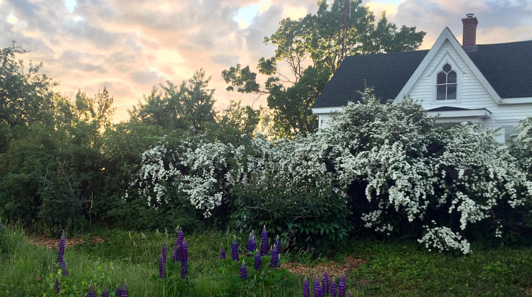 Natural Dyes Grown in Canada - Vibrant Acres Colour Farm