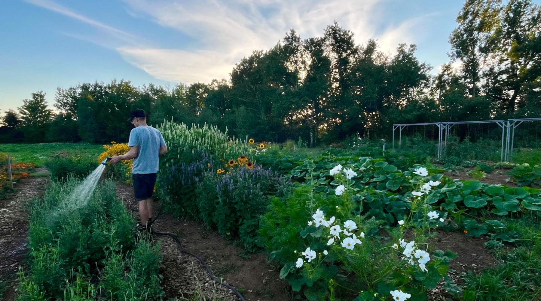Natural Dyes Grown in Canada - Vibrant Acres Colour Farm